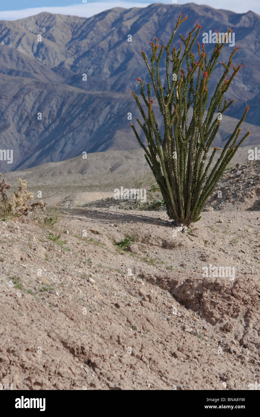 Fouquieria splendens hi-res stock photography and images - Alamy