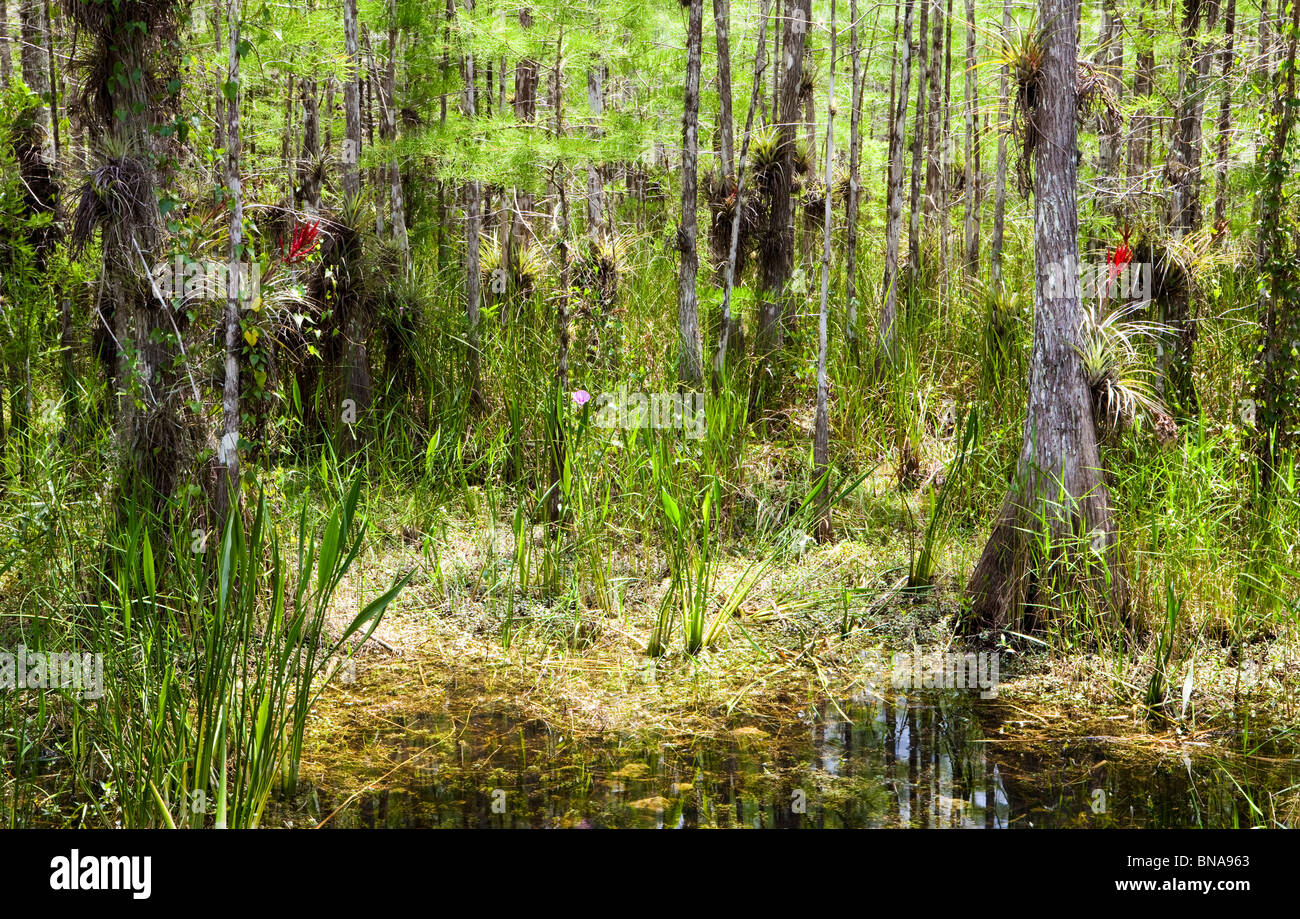 Cypress Swamp, Big Cypress Preserve, Florida Stock Photo - Alamy
