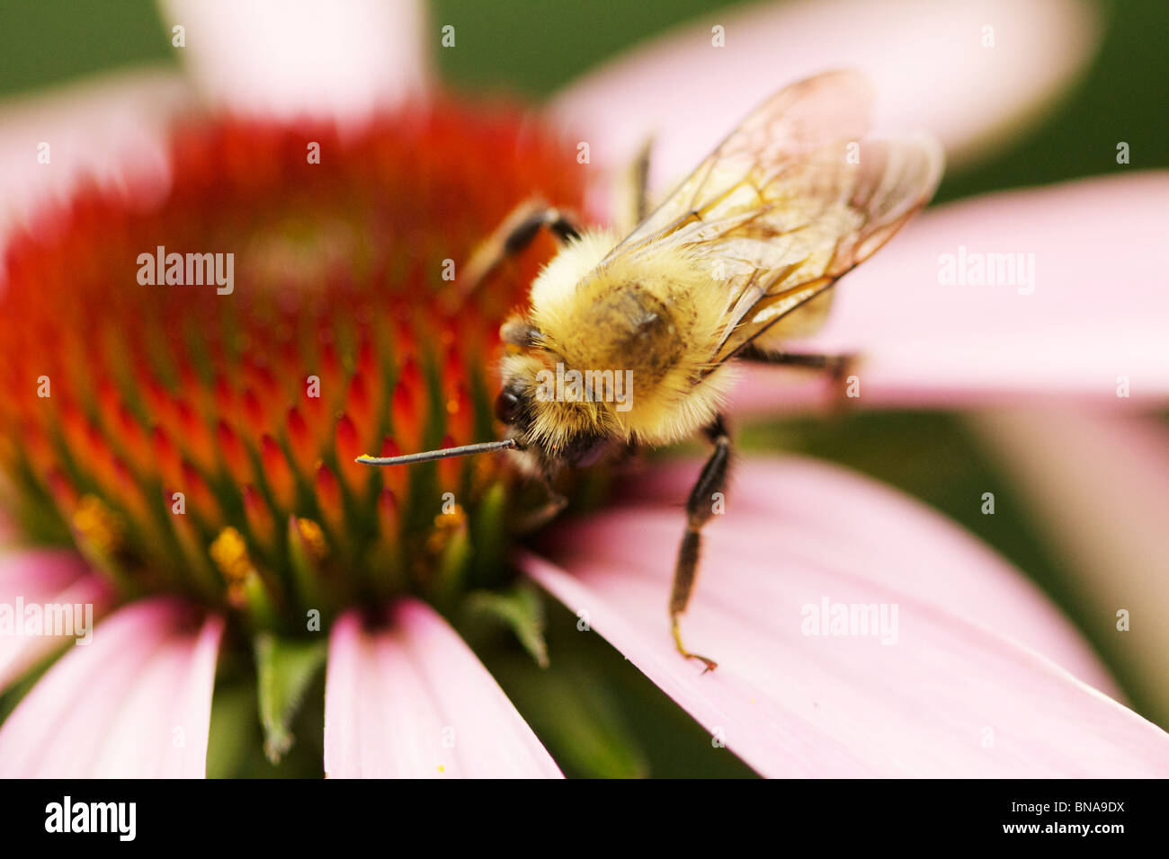 Bumble bee (Bombus spp) on purple coneflower (Echinacea purpurea ...
