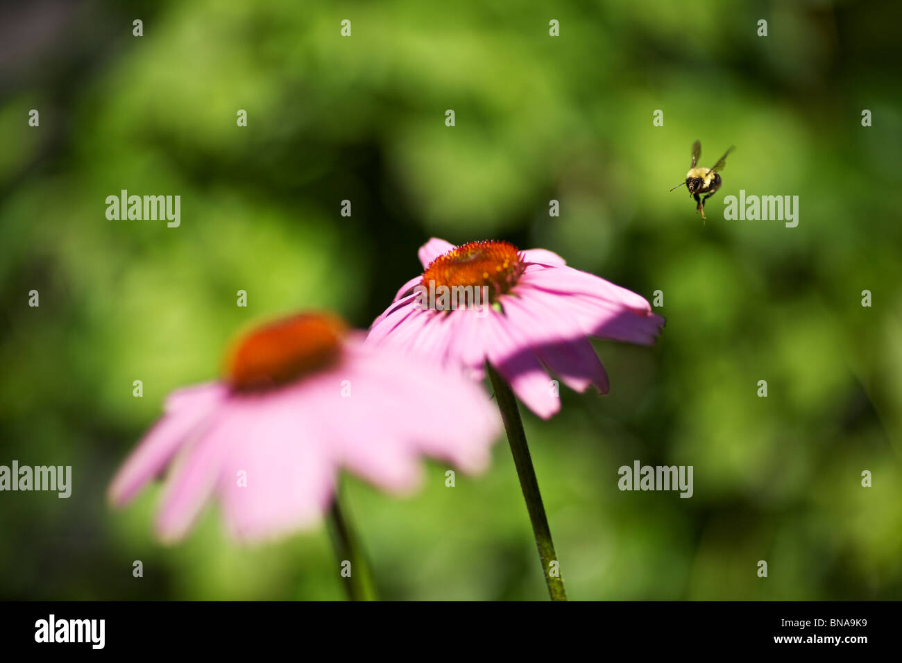 Bumble bee (Bombus spp) in mid-flight above purple coneflowers ...