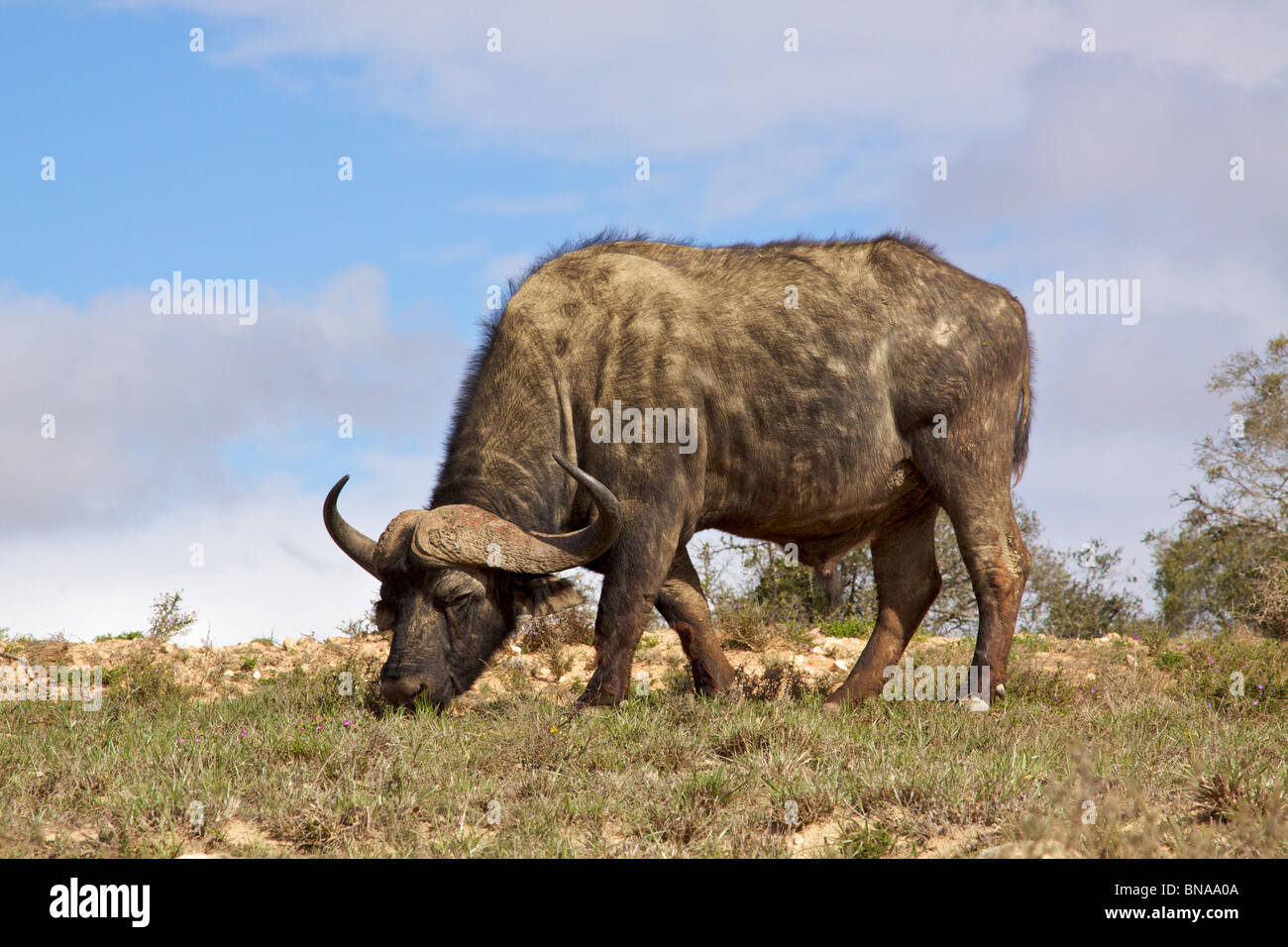 African grazer hi-res stock photography and images - Alamy