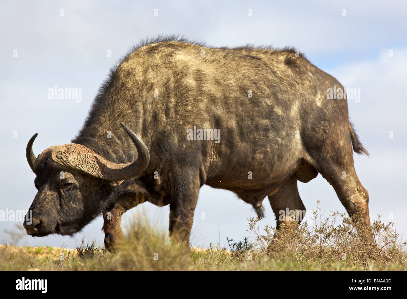 South african bull hi-res stock photography and images - Alamy