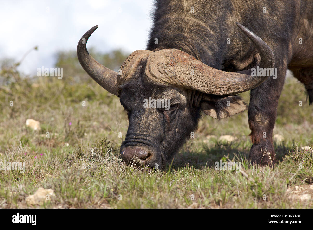 South african bull hi-res stock photography and images - Alamy
