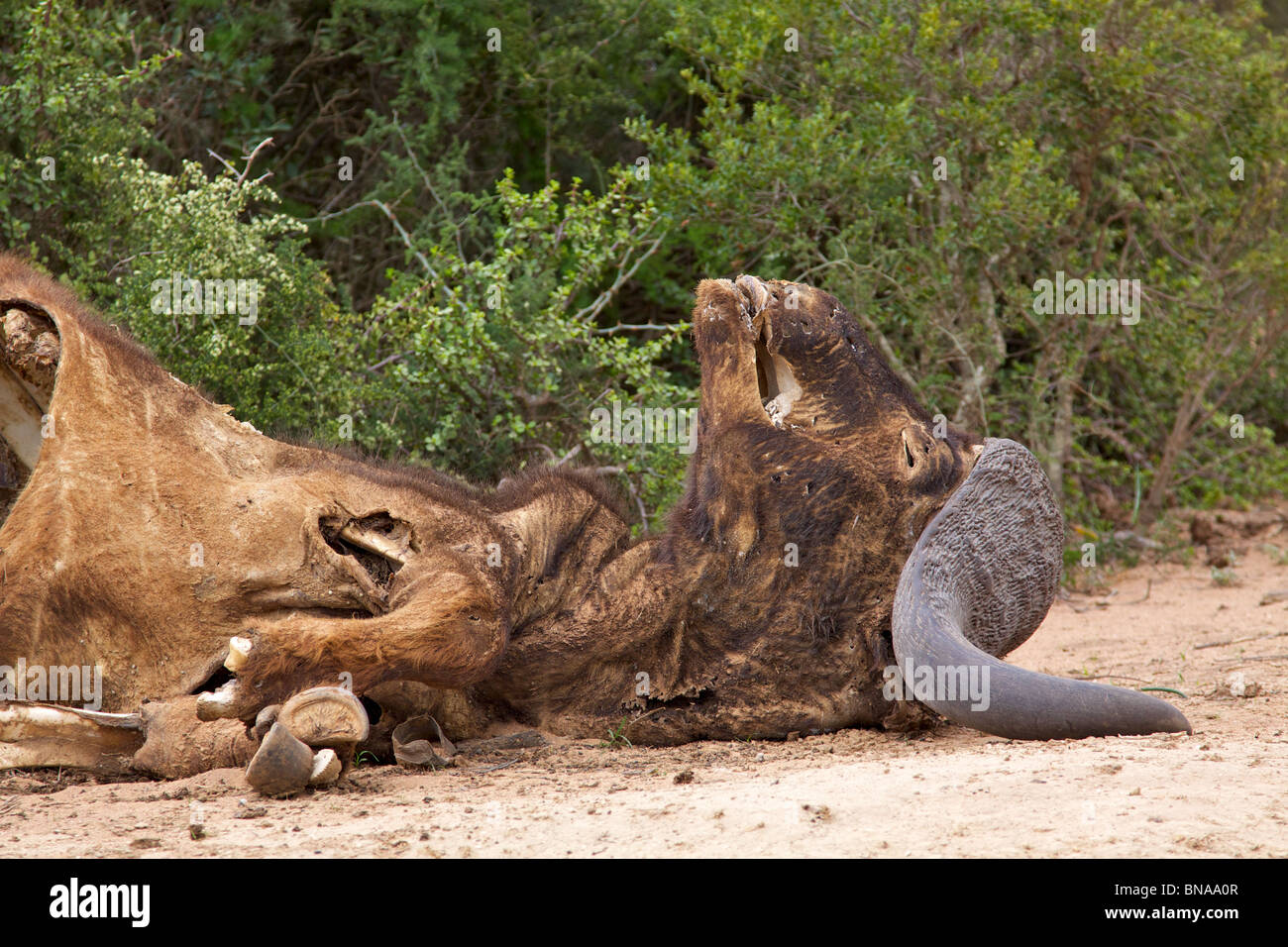 South african bull hi-res stock photography and images - Alamy