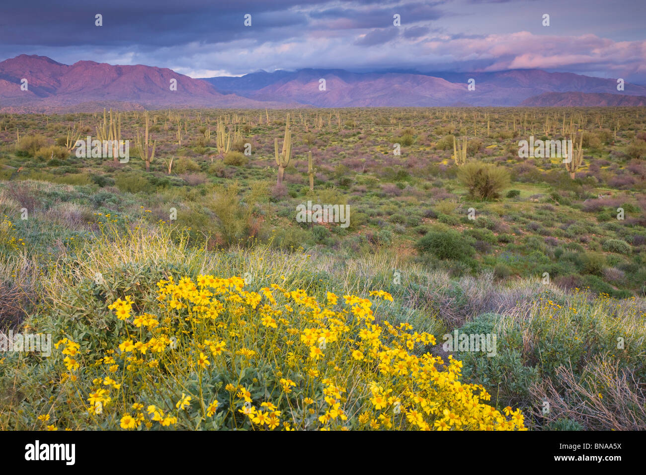 Tonto National Forest, East of Phoenix, Arizona Stock Photo - Alamy