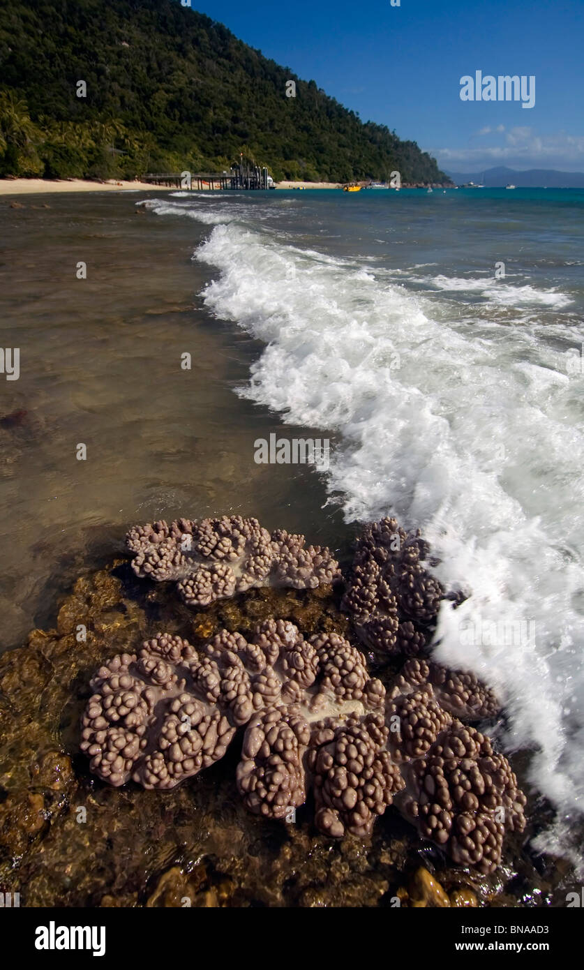 Breaking wave over coral reef hi-res stock photography and images - Alamy