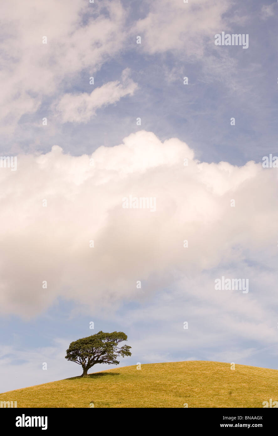Single tree on top of a hill hi-res stock photography and images - Alamy