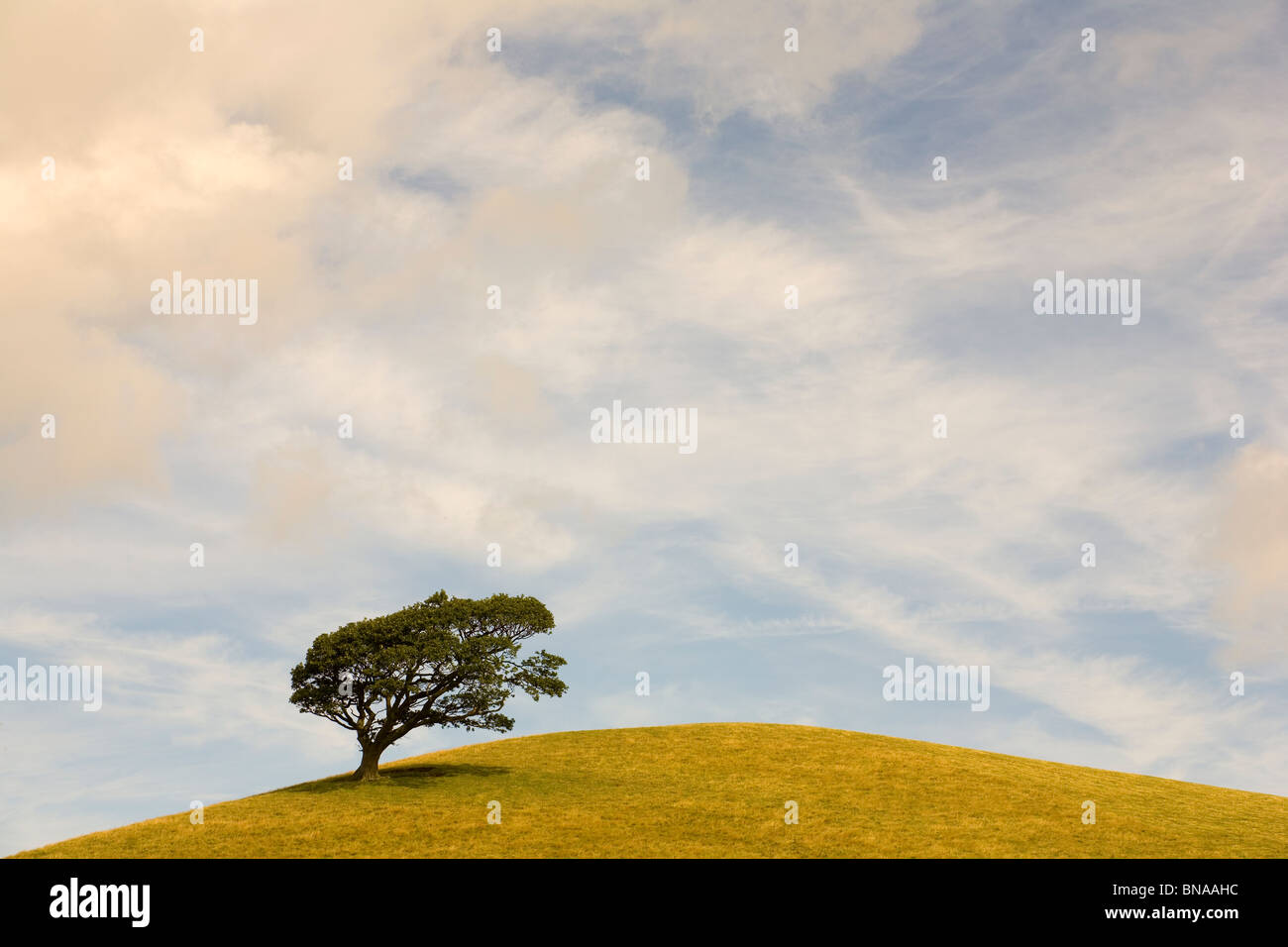 A solitary oak tree on a hill Stock Photo - Alamy