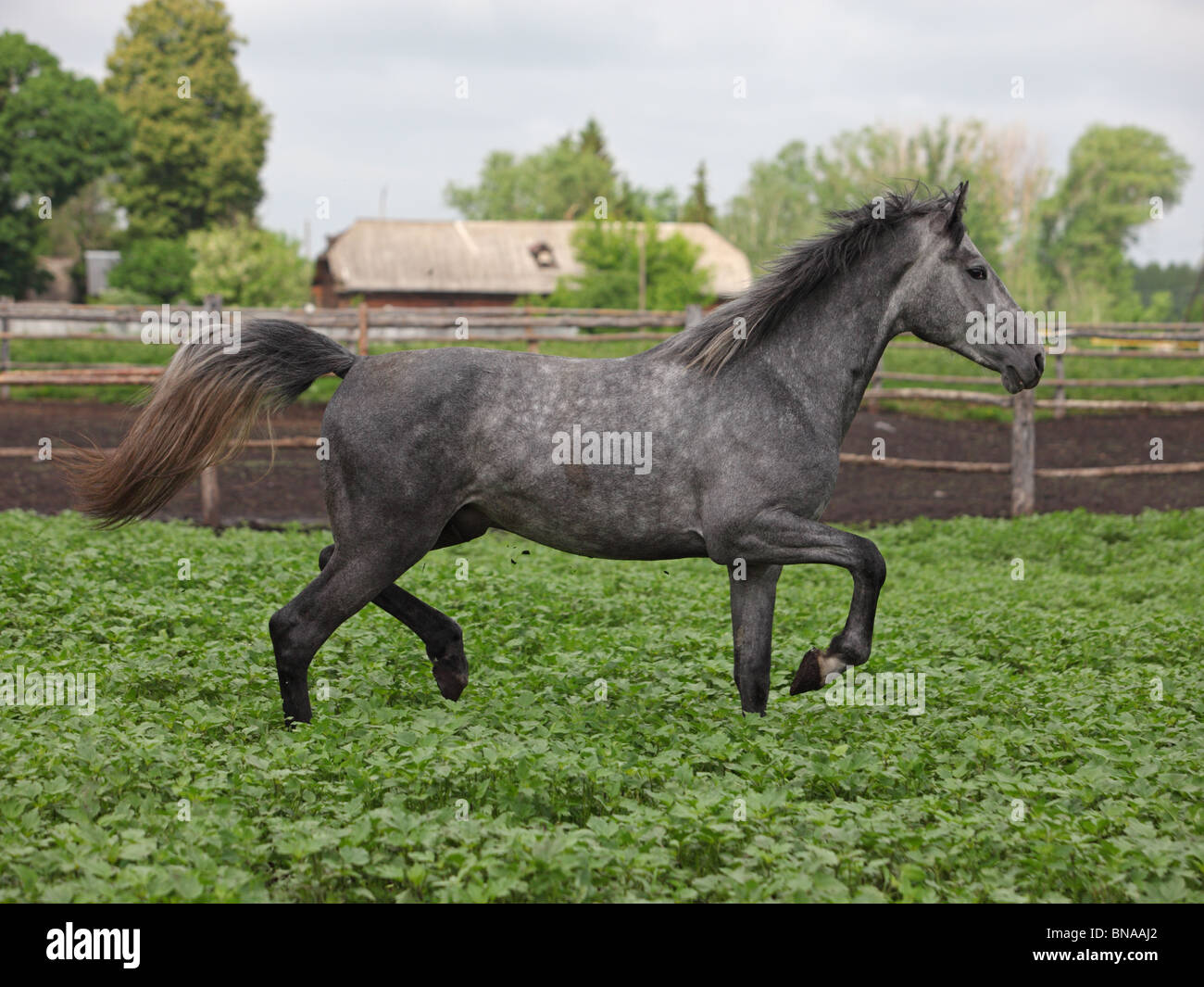 One horse running hi-res stock photography and images - Alamy