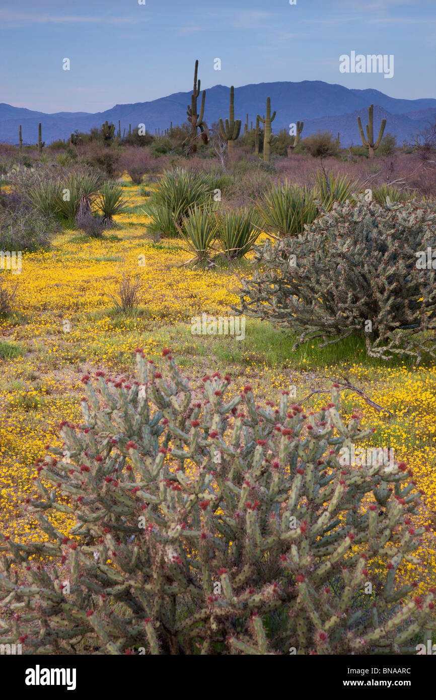 Arizona national forest hi-res stock photography and images - Alamy