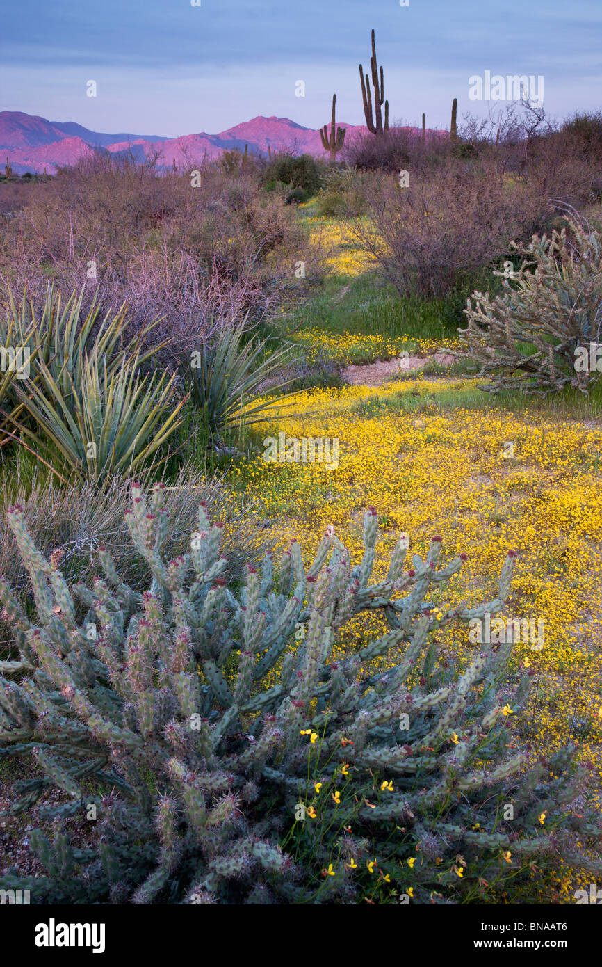 Arizona national forest hi-res stock photography and images - Alamy