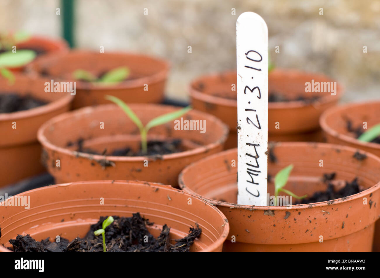Chilli Seedlings