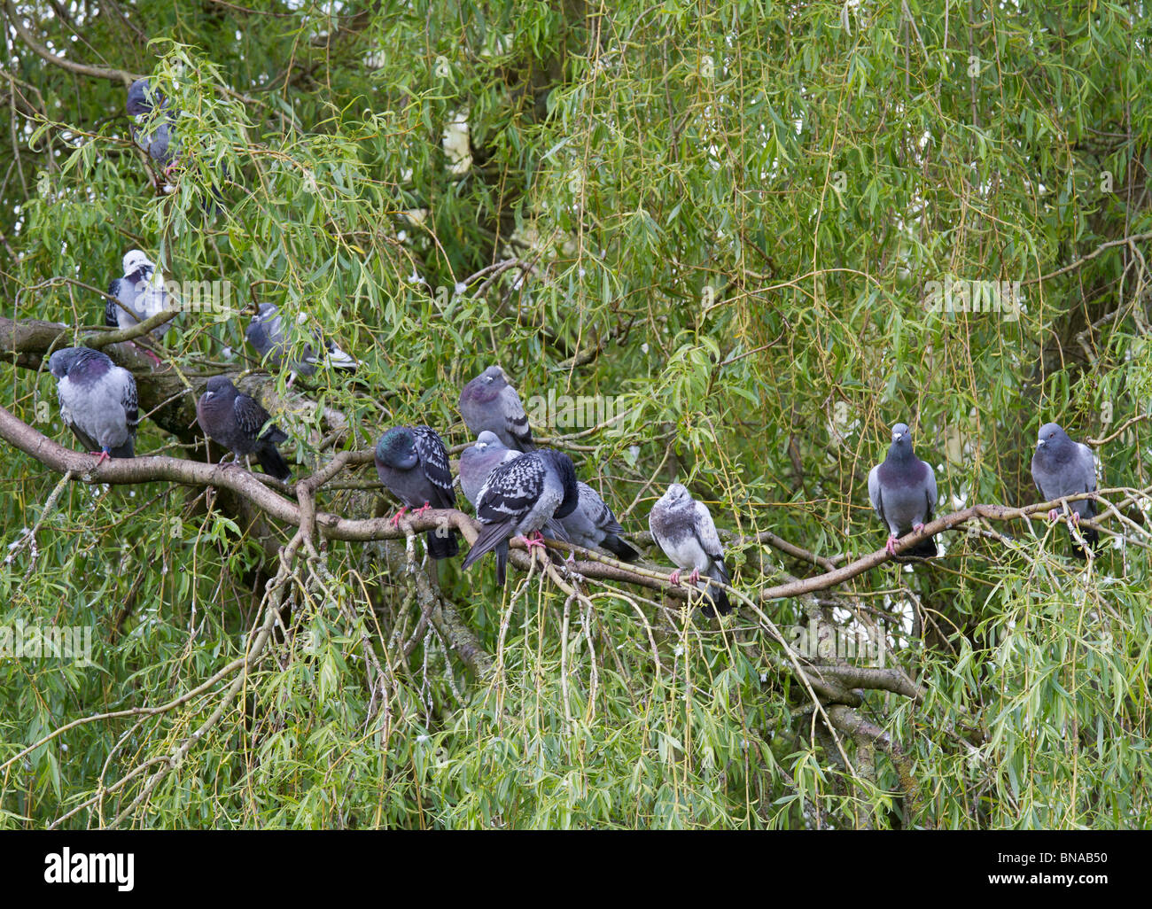 Pigeon roost hi-res stock photography and images - Alamy