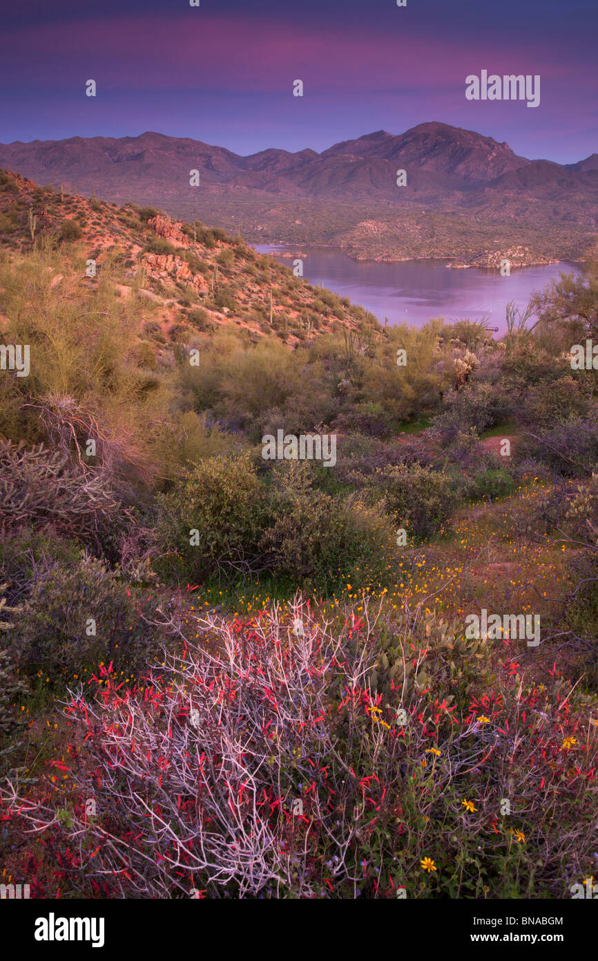 Wildflowers along Bartlett Lake, Tonto National Forest, near Phoenix ...