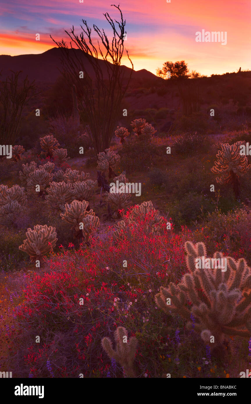 Wildflowers near Bartlett Lake, Tonto National Forest, near Phoenix ...