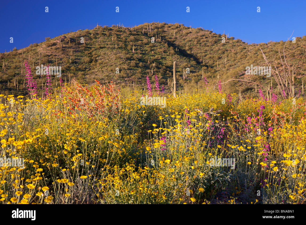 Spring wildflowers, Tonto National Forest, East of Phoenix, Arizona ...