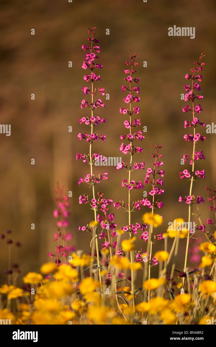 Spring wildflowers, Tonto National Forest, East of Phoenix, Arizona ...