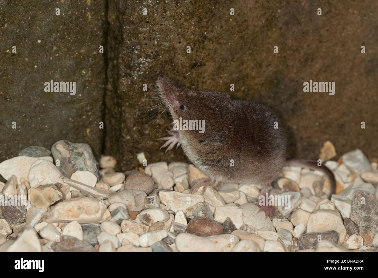 Common shrew, Sorex araneus, hunting Stock Photo - Alamy
