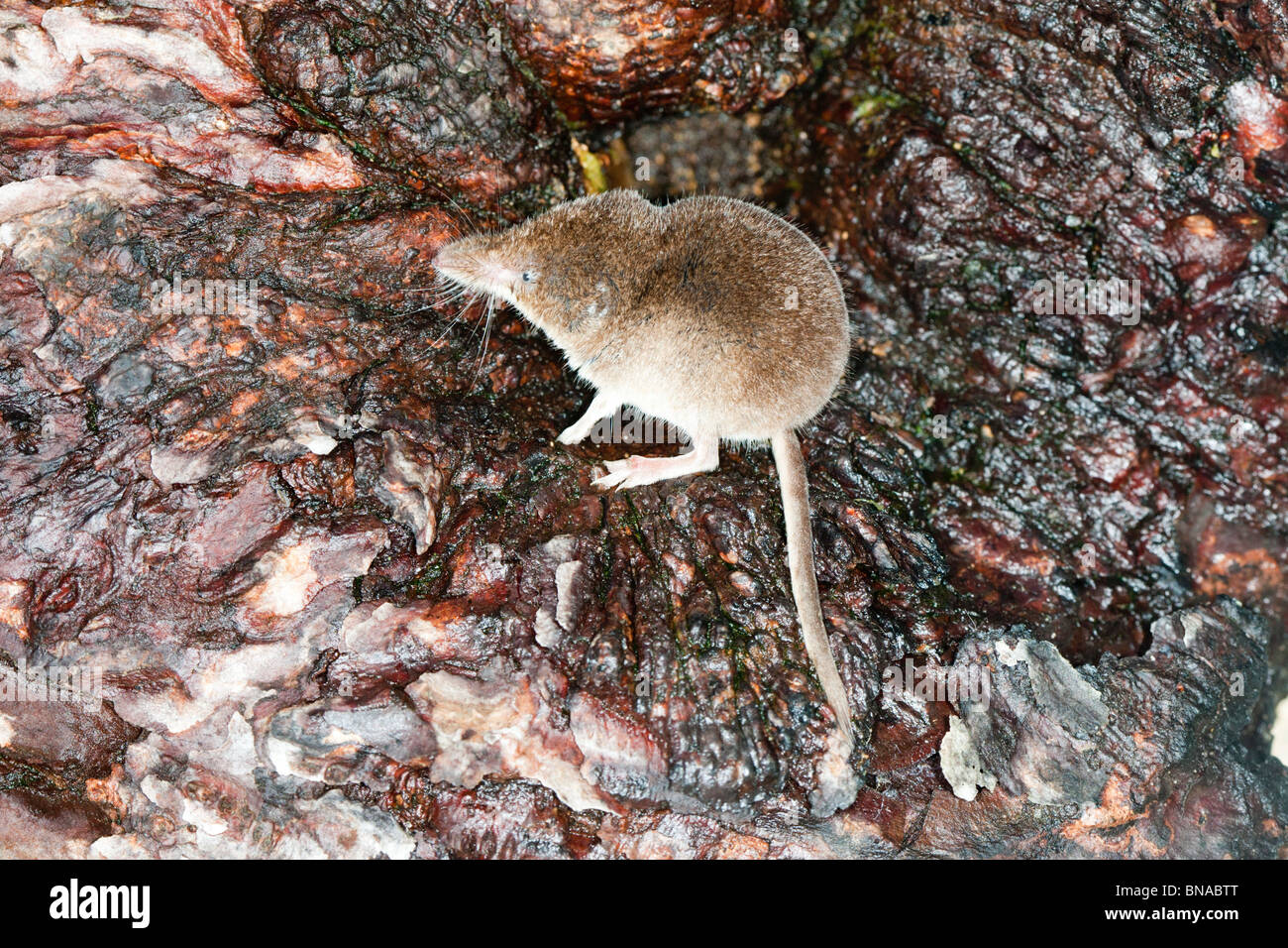 Common shrew hi-res stock photography and images - Alamy