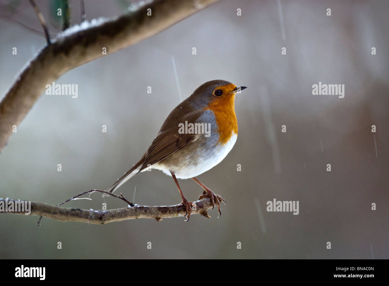 Robin in snow Stock Photo - Alamy
