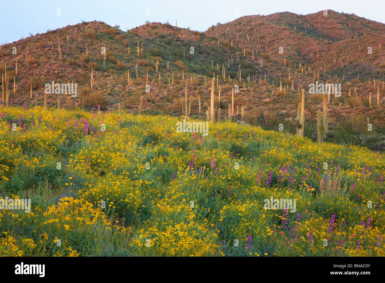 Spring wildflowers, Tonto National Forest, East of Phoenix, Arizona ...