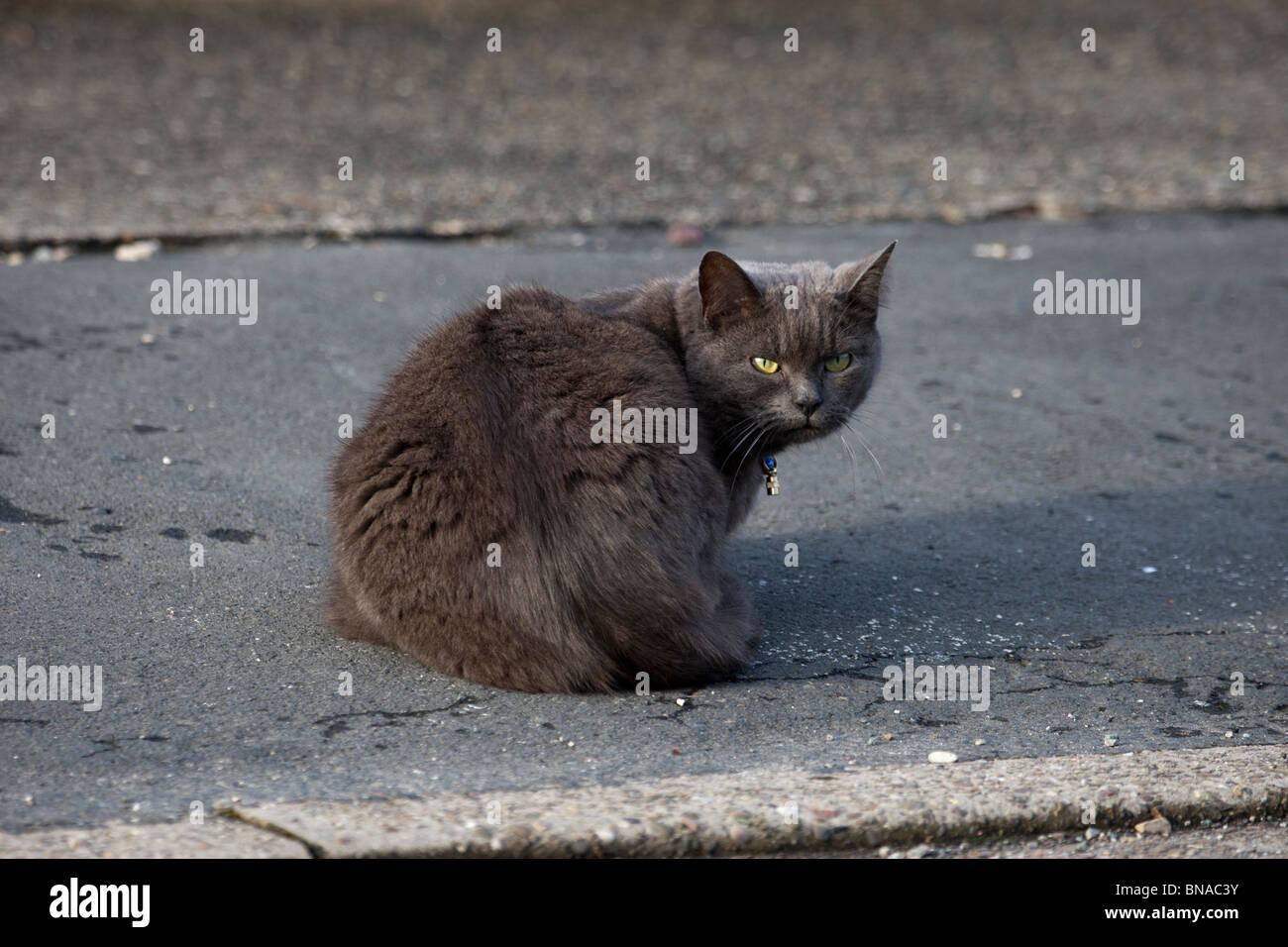 Wary cat hi-res stock photography and images - Alamy