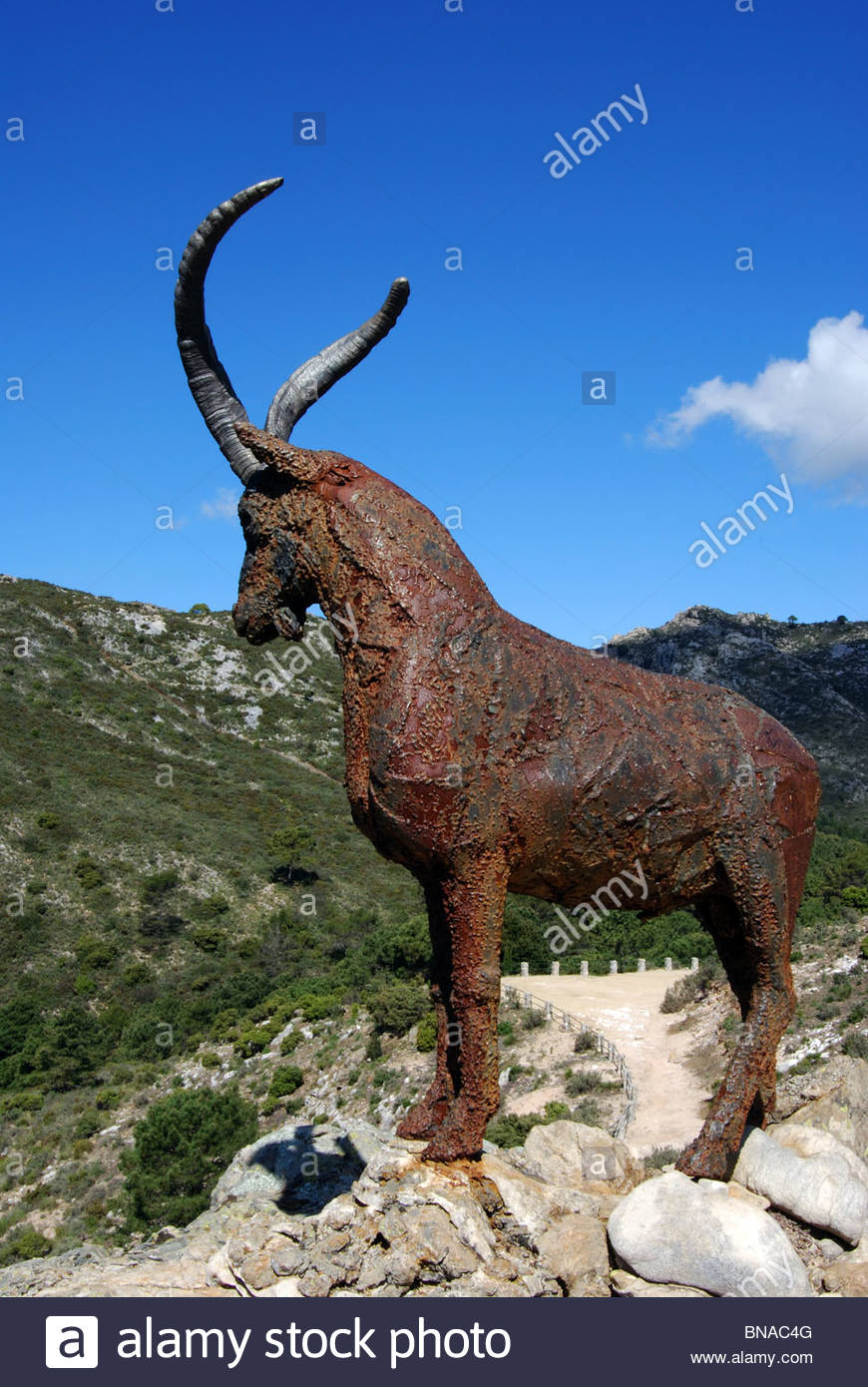 Spanish Wild Goats Stock Photos & Spanish Wild Goats Stock Images - Alamy