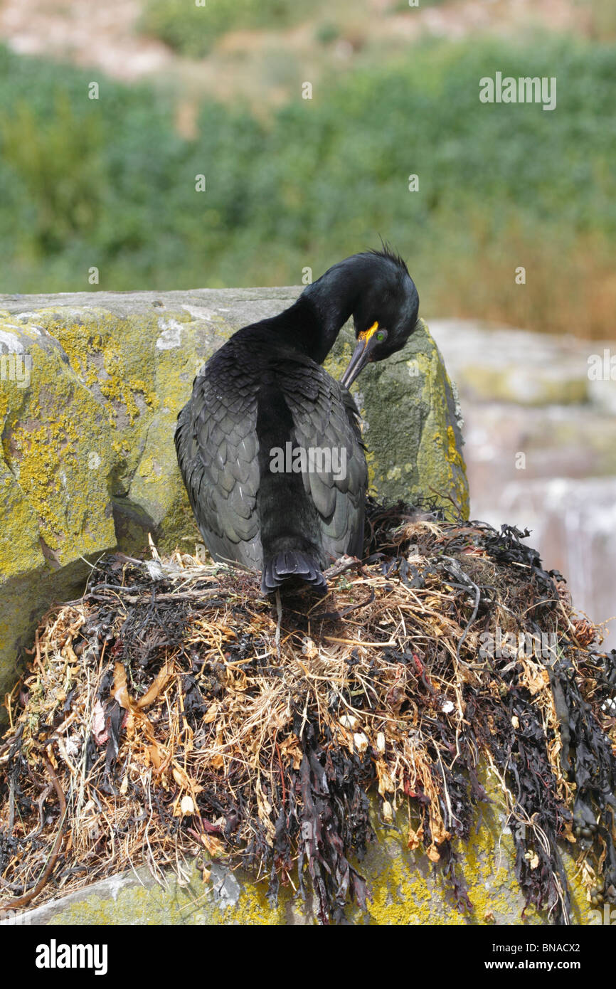 Shag on nest Stock Photo - Alamy