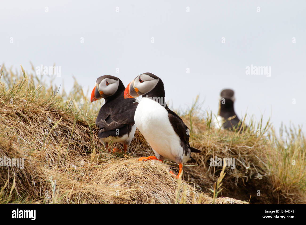 Puffins at nesting site Stock Photo - Alamy