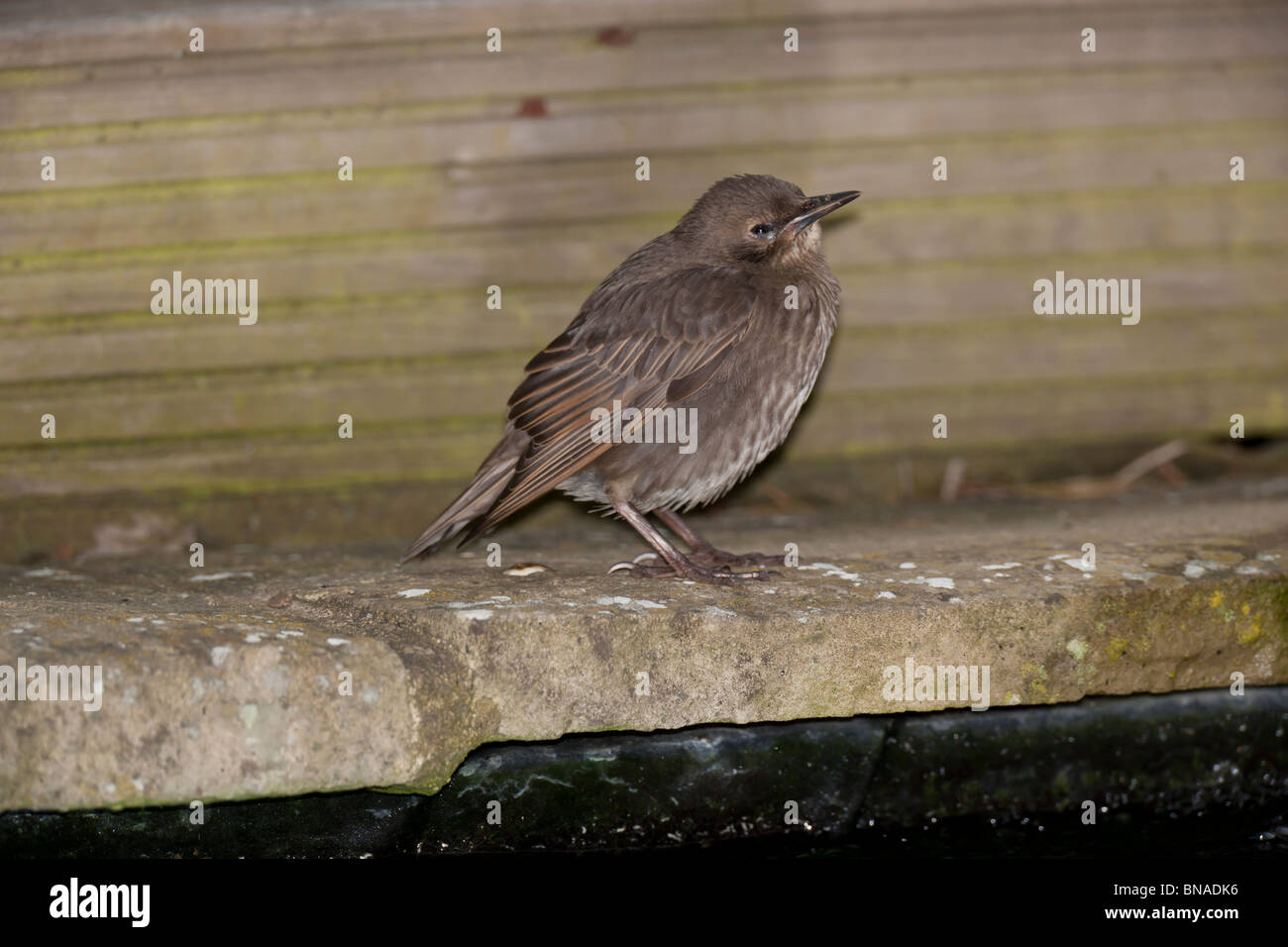 Turdidae bird hi-res stock photography and images - Alamy