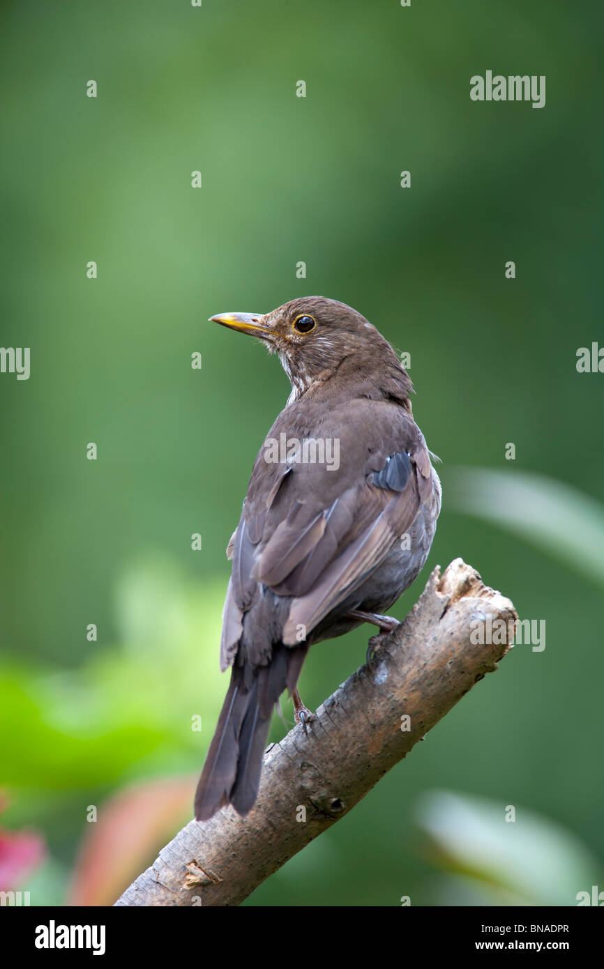 Blackbird Turdus merula (Turdidae) Juvenile Perched Stock Photo - Alamy