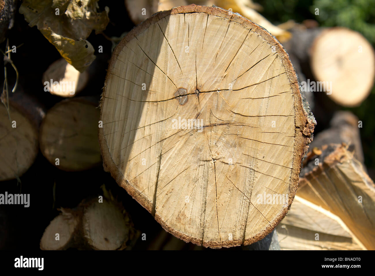 A side view of a pile of logs Stock Photo - Alamy