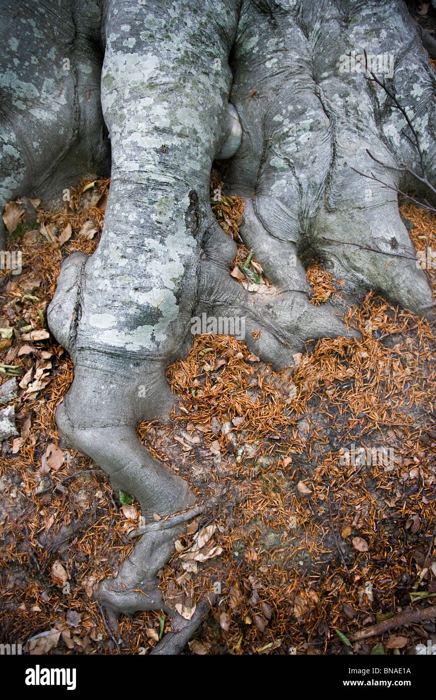 Beech bark hi-res stock photography and images - Alamy
