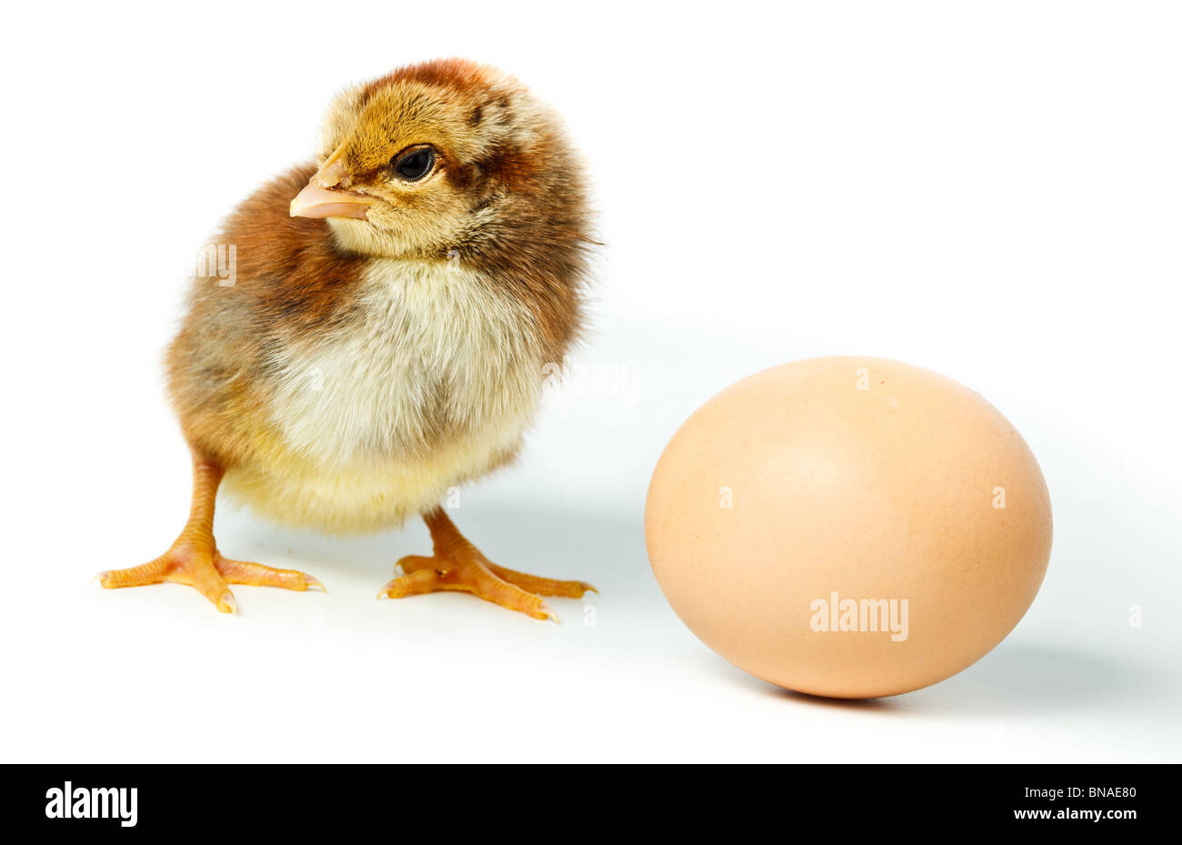 Chicken in studio against a white background Stock Photo - Alamy