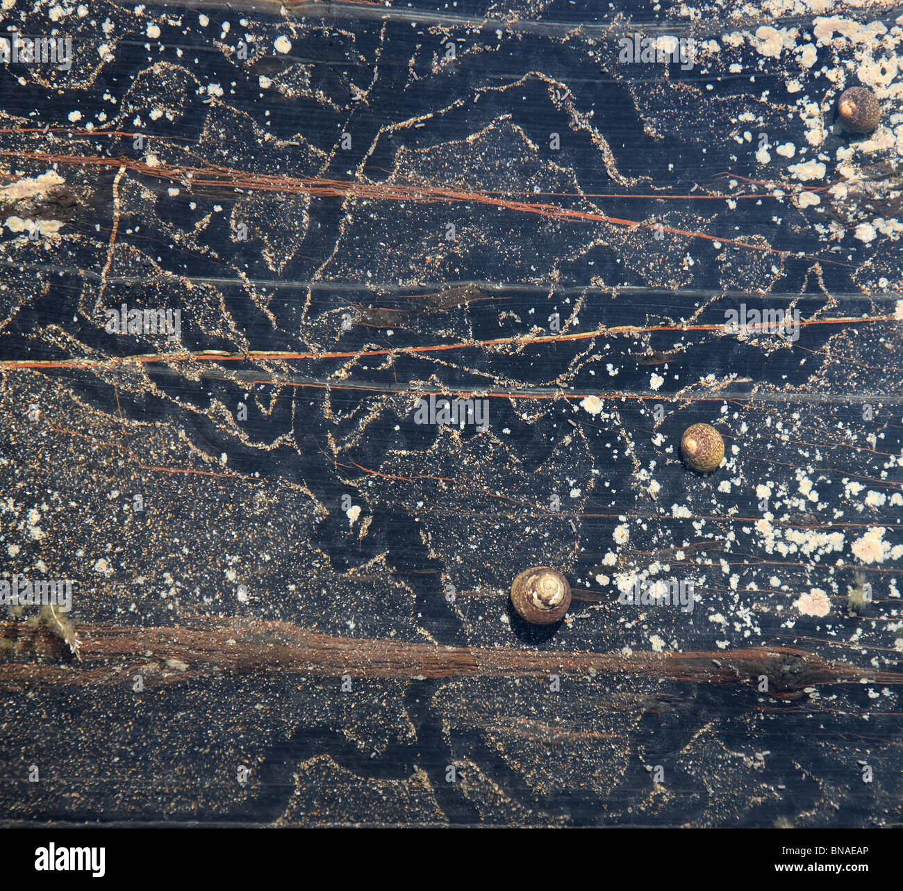 Thick Topshells or Toothed Winkle Monodonta lineata feeding in a ...