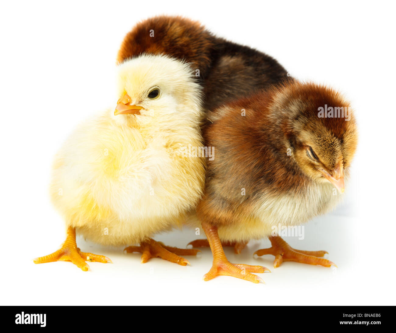 Chicken in studio against a white background Stock Photo - Alamy