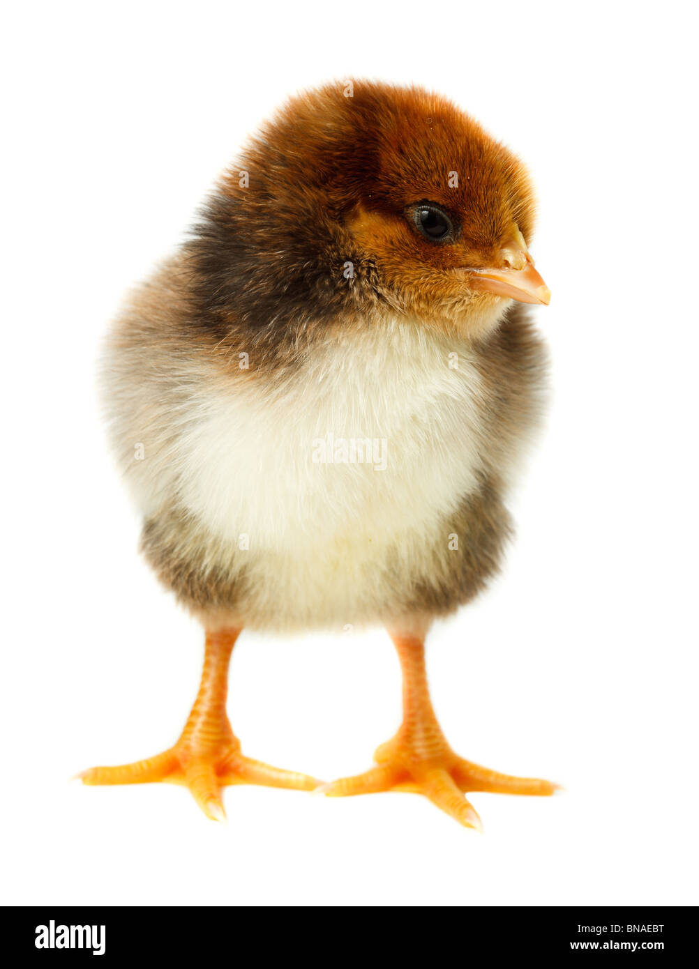 Chicken in studio against a white background Stock Photo - Alamy