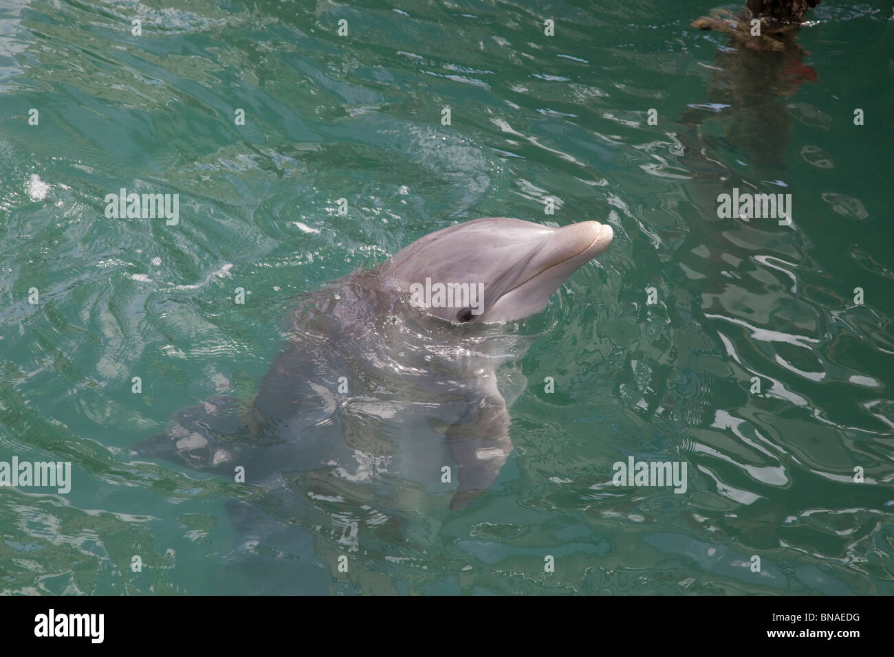 Dolphin nose hi-res stock photography and images - Alamy