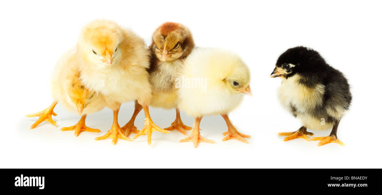 Chicken in studio against a white background Stock Photo - Alamy