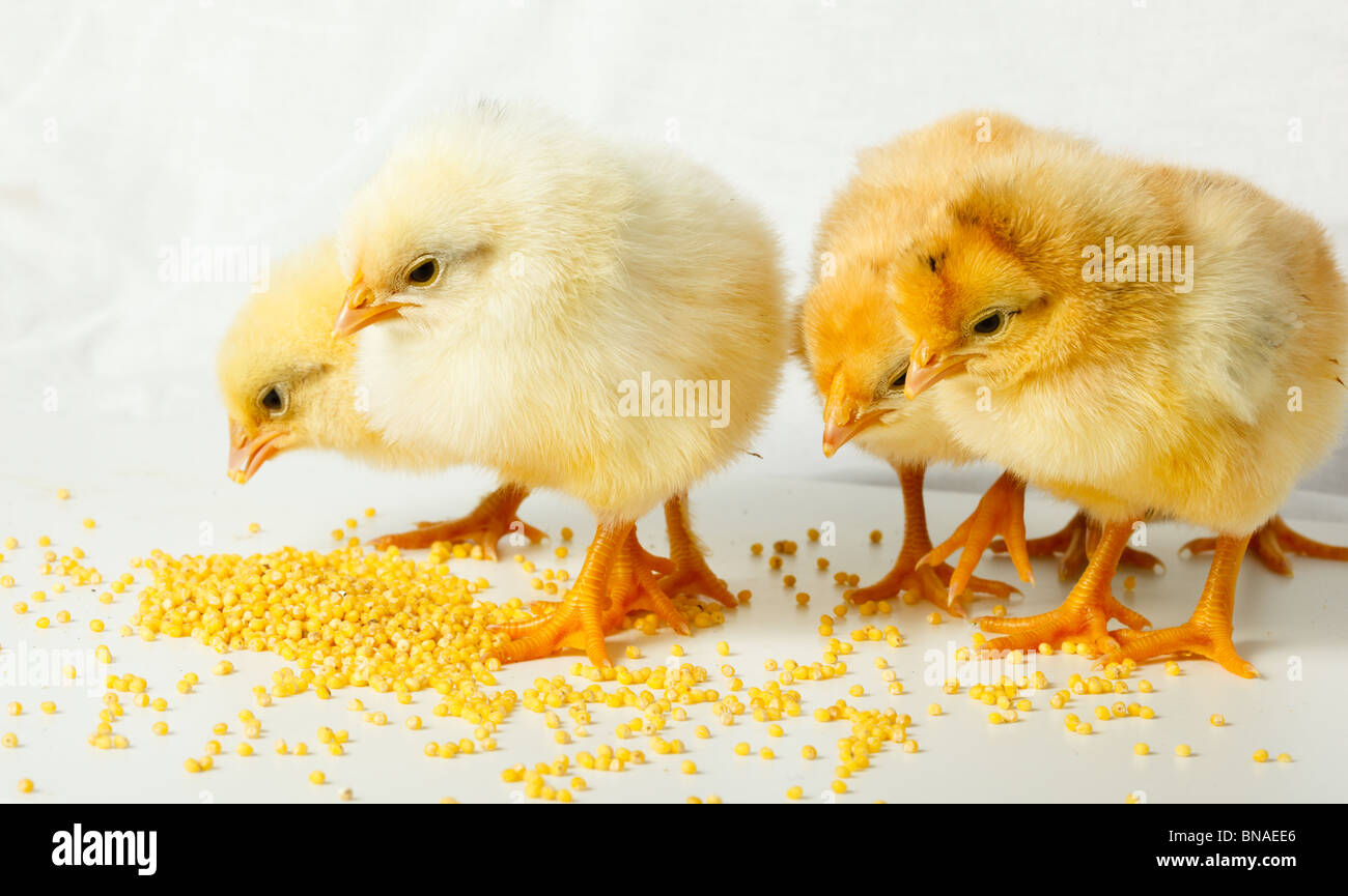 Chicken in studio against a white background Stock Photo - Alamy