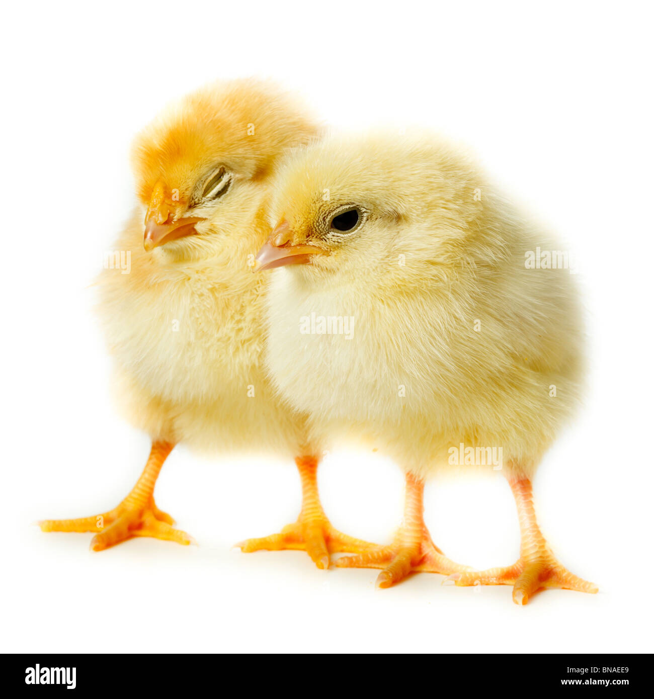 Chicken in studio against a white background Stock Photo - Alamy