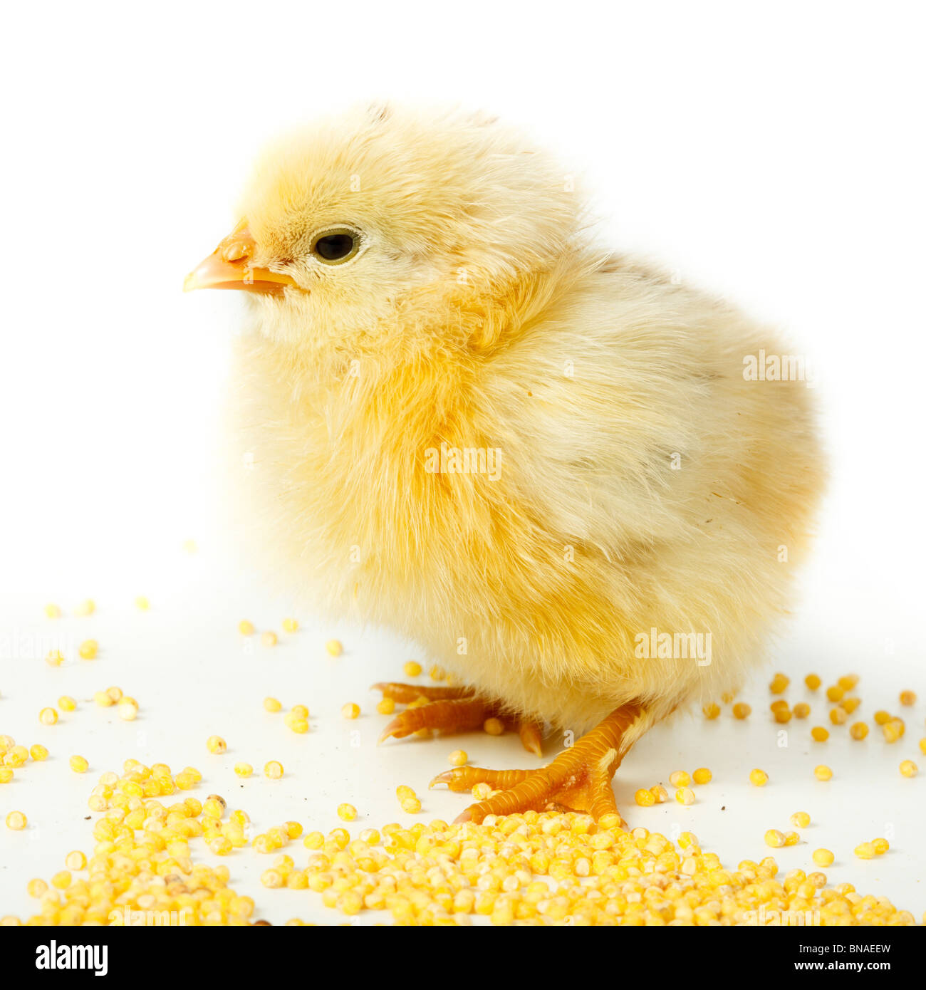 Chicken in studio against a white background Stock Photo - Alamy
