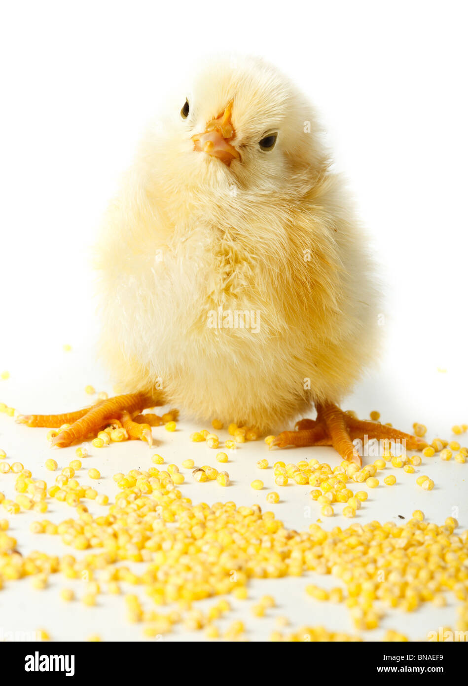 Chicken in studio against a white background Stock Photo - Alamy