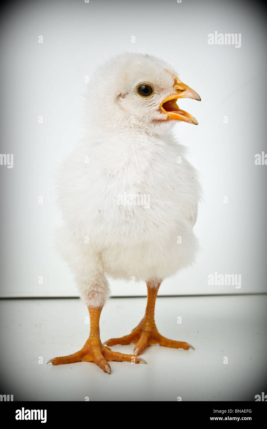 Chicken in studio against a white background Stock Photo - Alamy