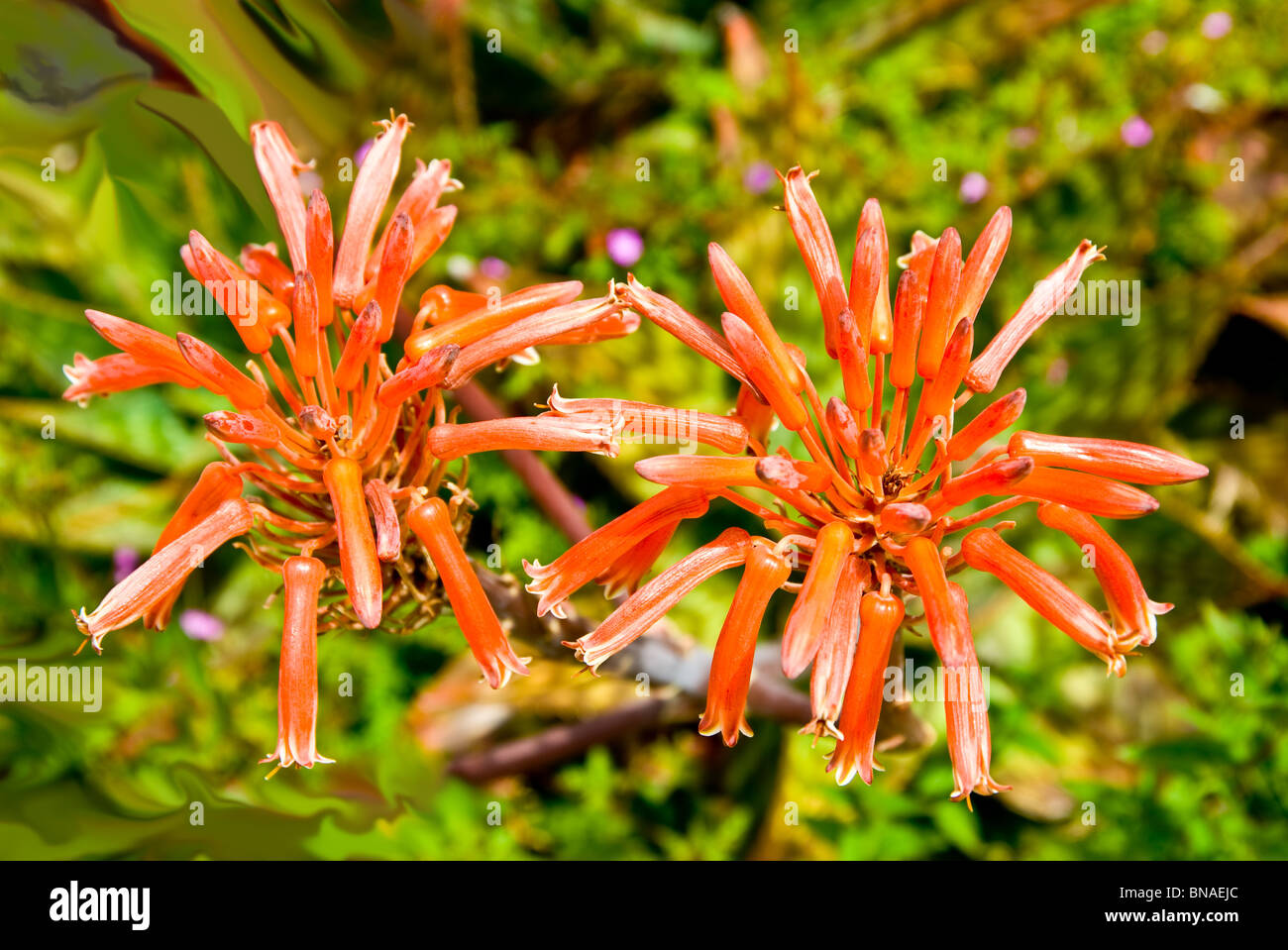 red flowers in natural environment flora floral botanical garden Stock ...