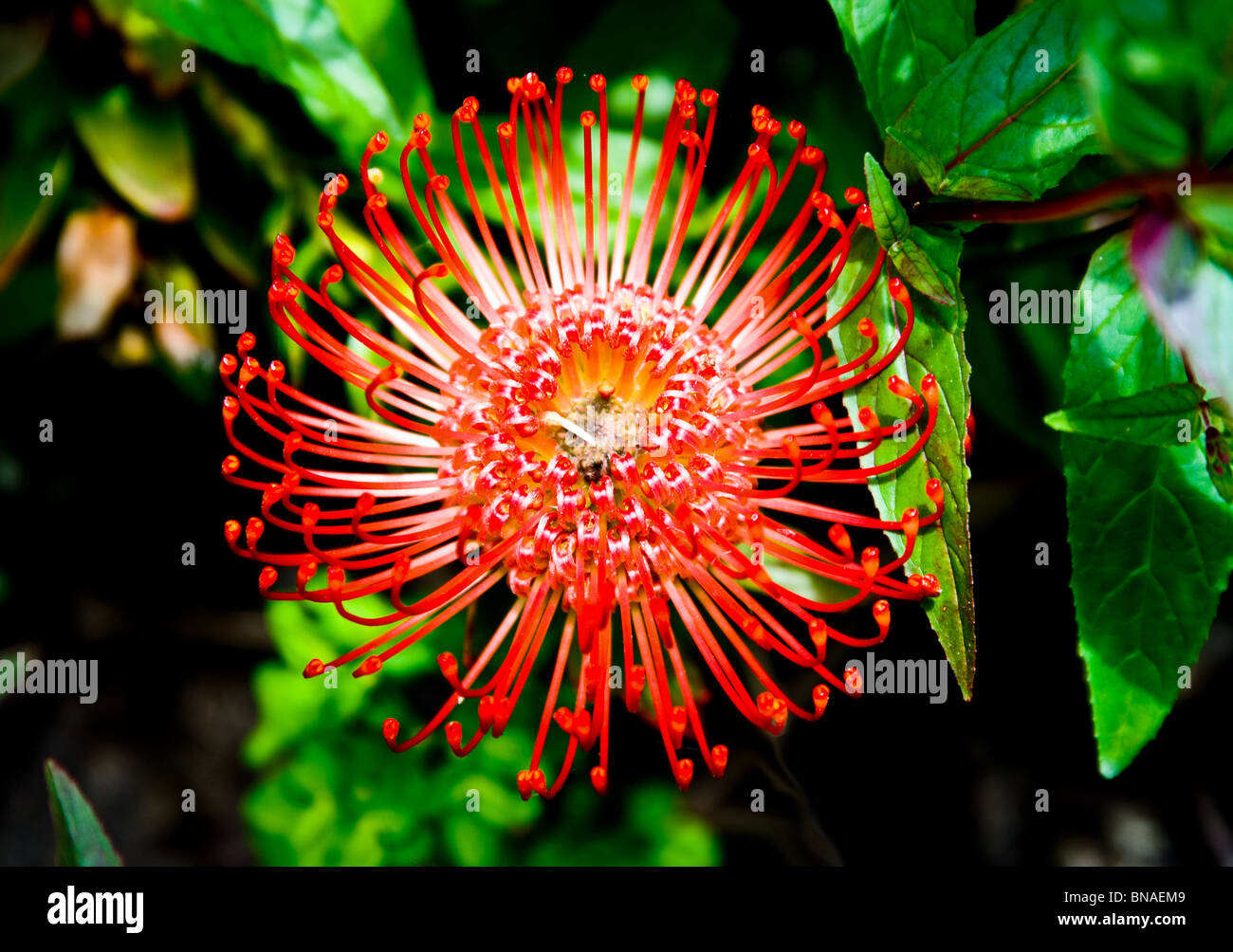 red flower close-up garden Stock Photo - Alamy