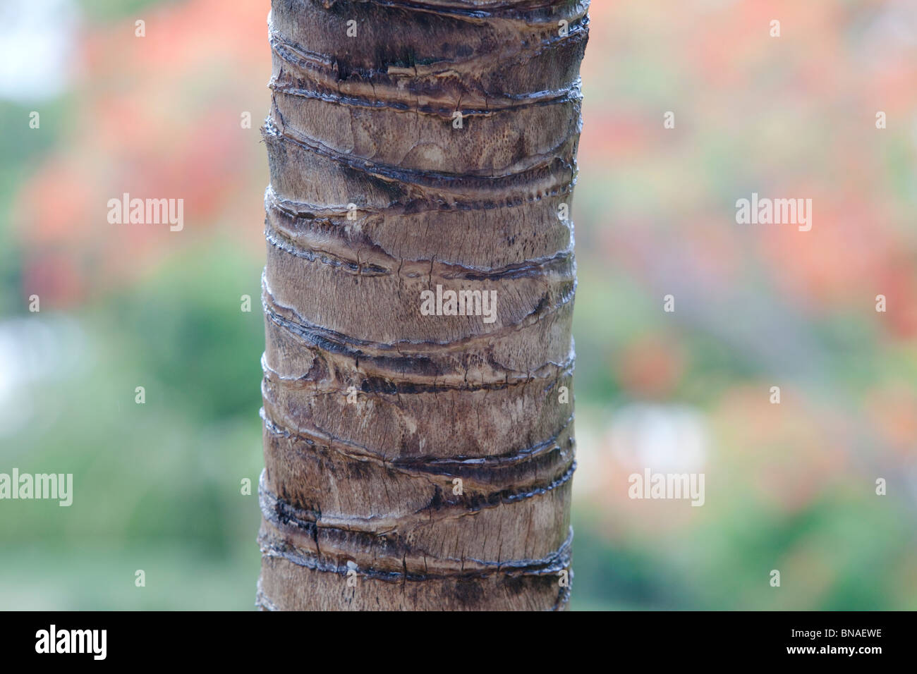 palm tree trunk close up Stock Photo - Alamy