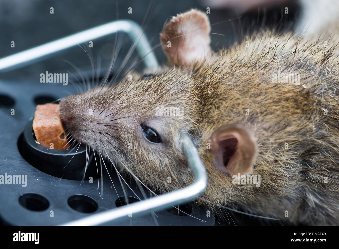Rat caught in trap Stock Photo - Alamy Rat caught in trap Stock Photo - Alamy