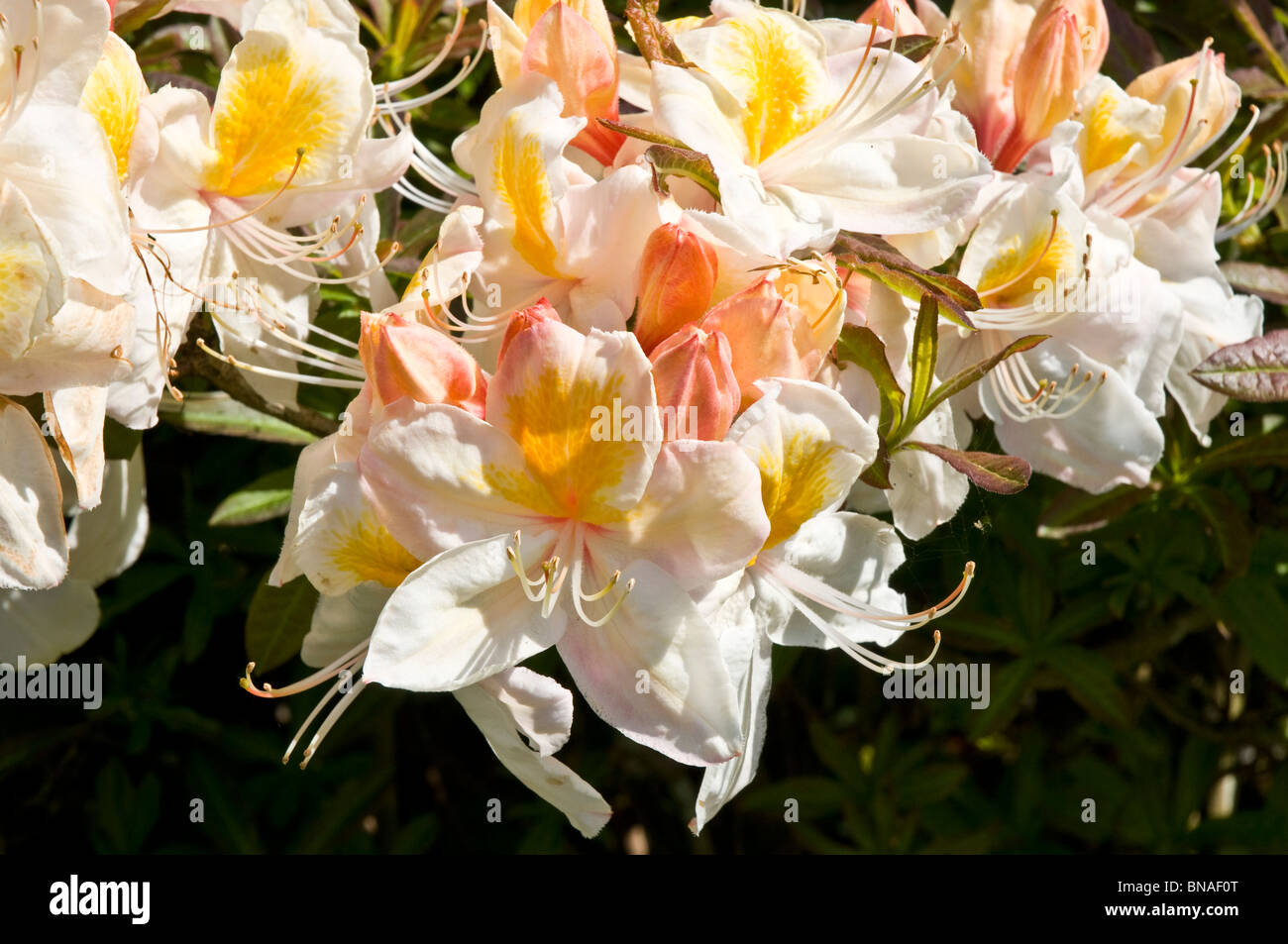 Azaleas at Castle Kennedy gardens nr Stranraer Dumfries & Galloway ...