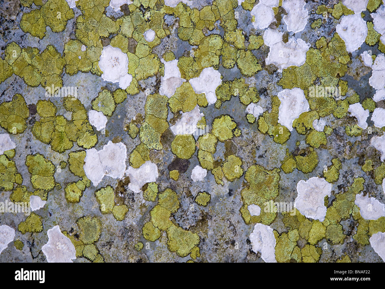 Crustose Lichen Microscope